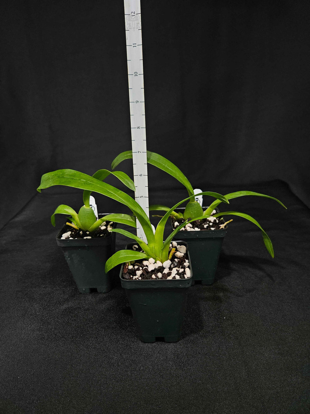 Orchid Clones -Affordable Quality Orchids from Bitis Botanical